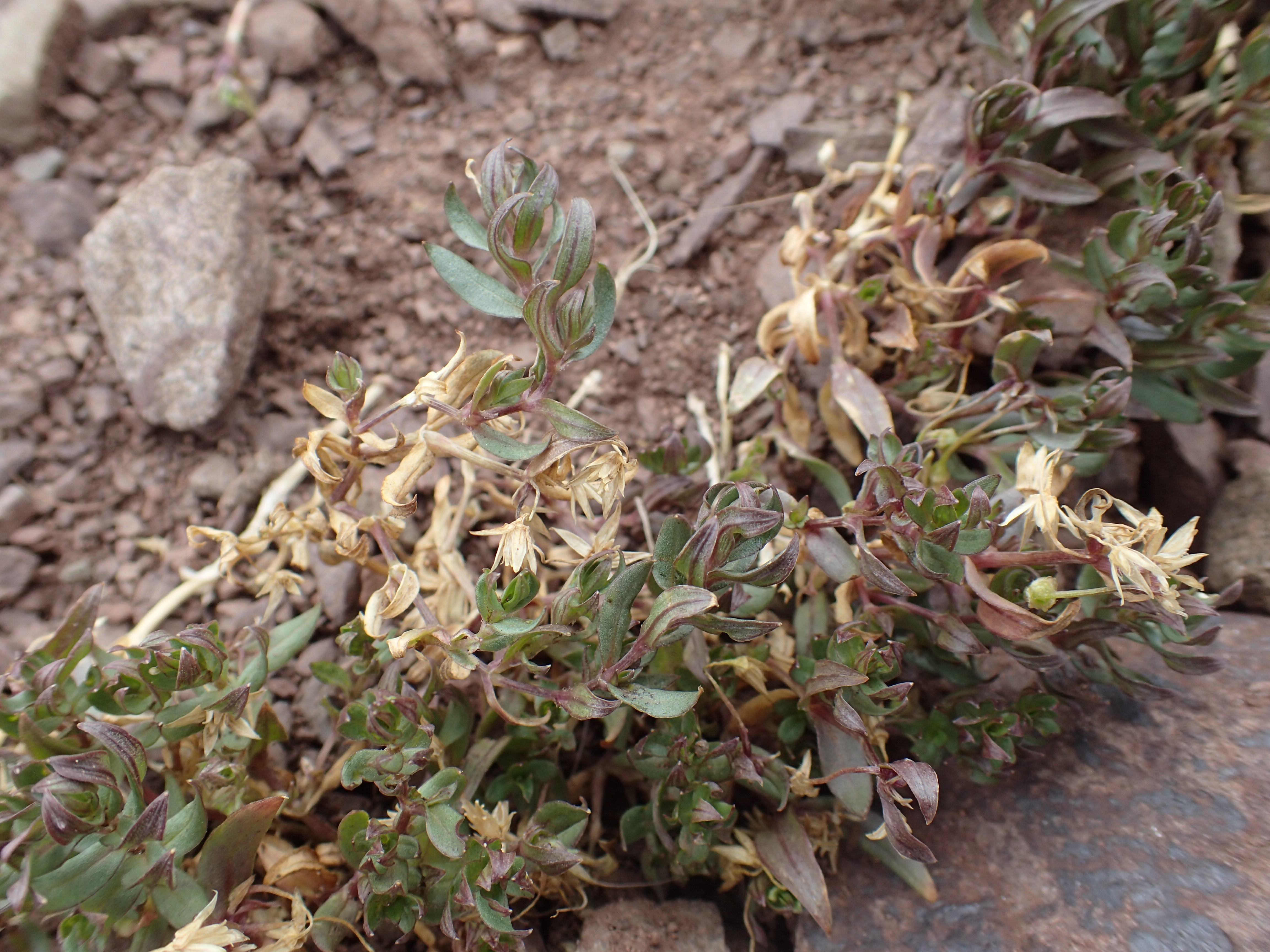 Stellaria L. (Caryophyllaceae) – BOTANICAL & OTHER EXPLORATIONS